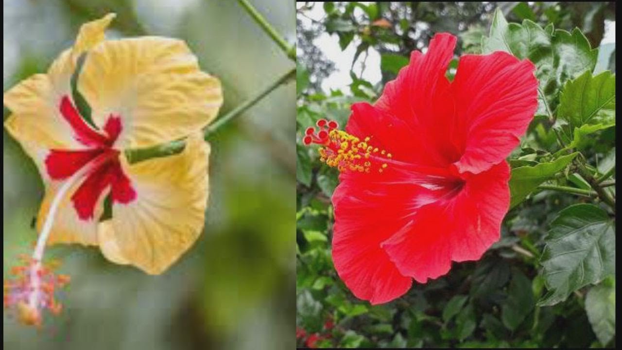 জবা ফুলের উপকারিতা /Joba Fuler Upokarita/china rose/ Benefits of ...