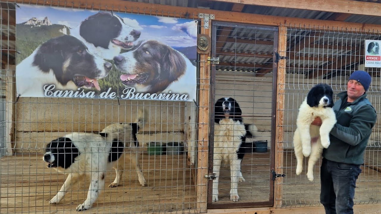 Canisa de Bucovina de la Horodnic de Jos 2023/Bucovina - YouTube