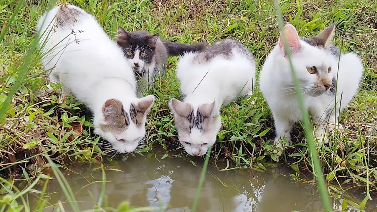 4 Meowing kittens - HEWAN LUCU BARU - Animal 2023 - part 1423 - YouTube