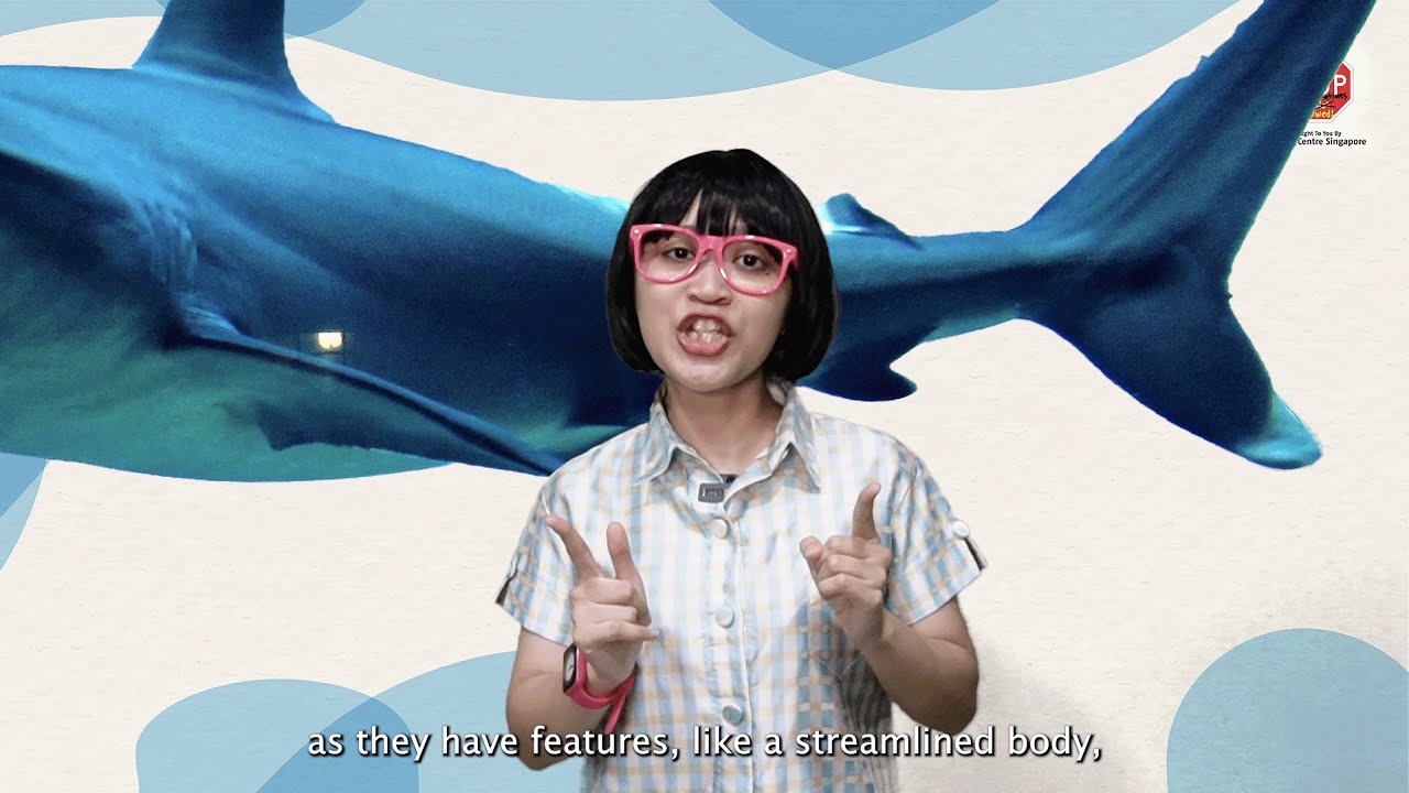 FIN-tastic Sharks! | Pepper’s Lab - YouTube