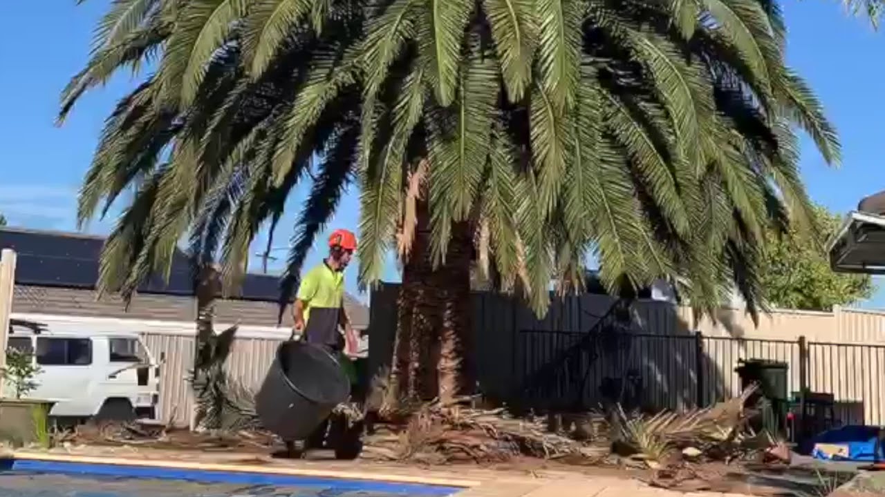 Pruning of Date palm tree time lapse - YouTube