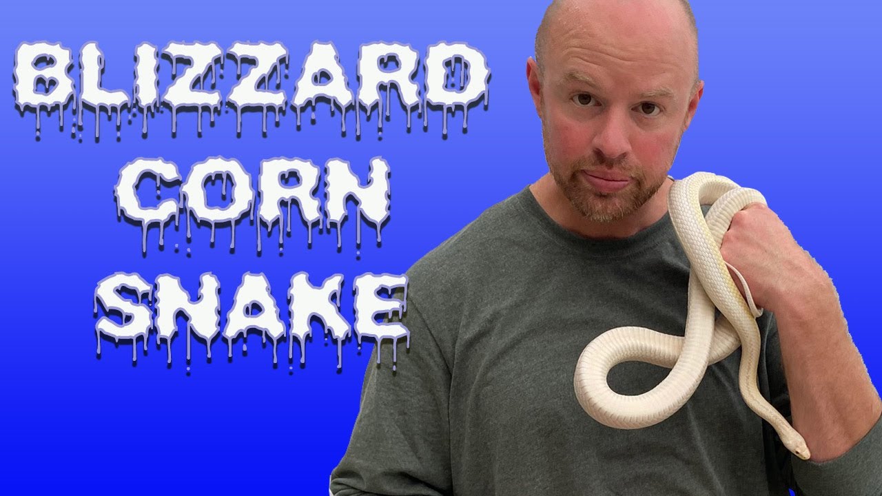 The Amazing BLIZZARD CORN SNAKE - Coolest Snake EVER - YouTube