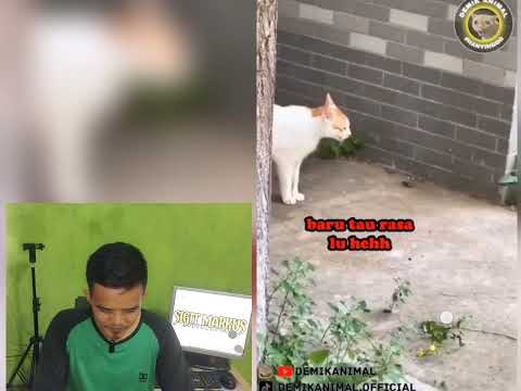 Reaction Demik Animal yang lucu - YouTube