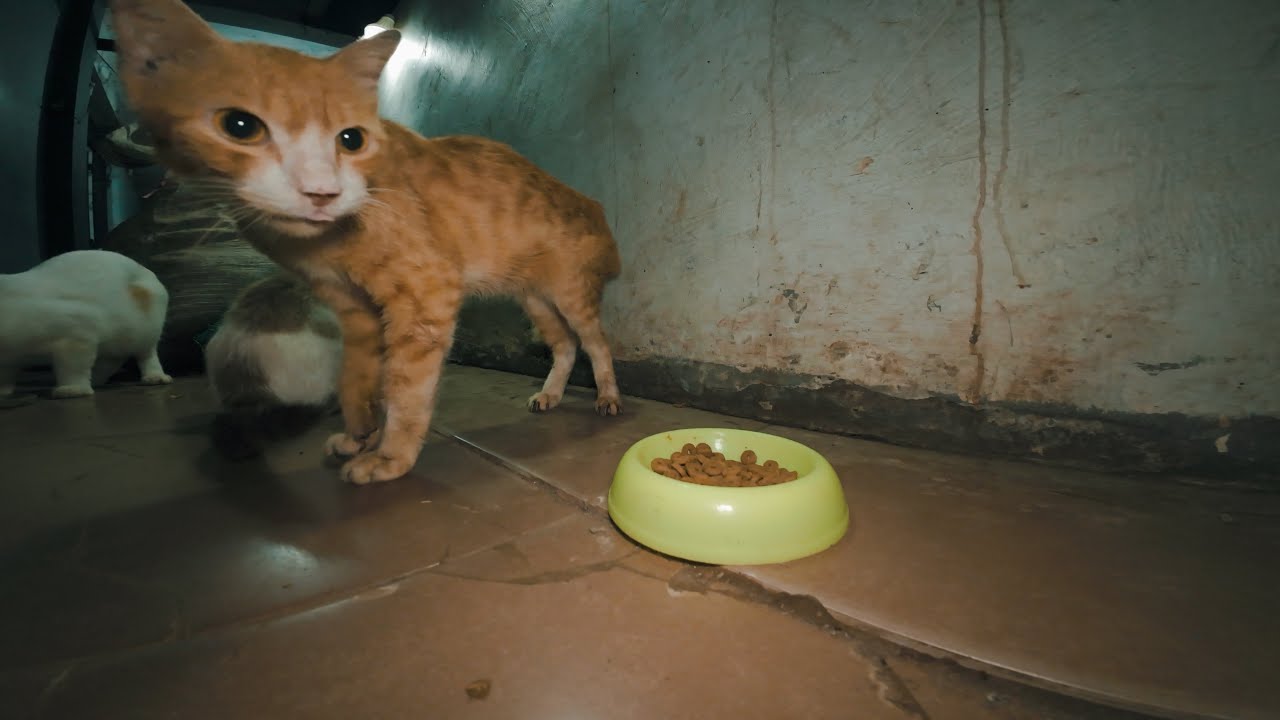 Happy stray cats feeding 183 - YouTube