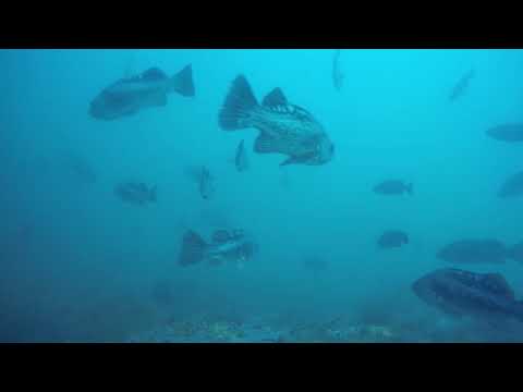 School of Rockfish - YouTube