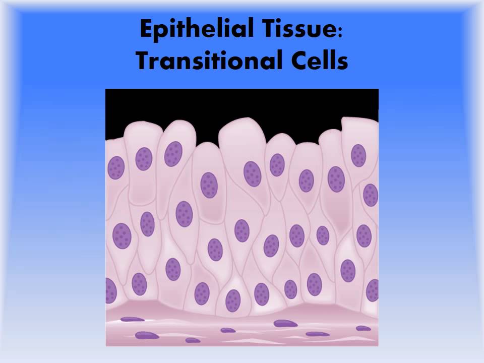 MBC Vet Tech Online Review 2.1 - Epithelial Tissue - YouTube