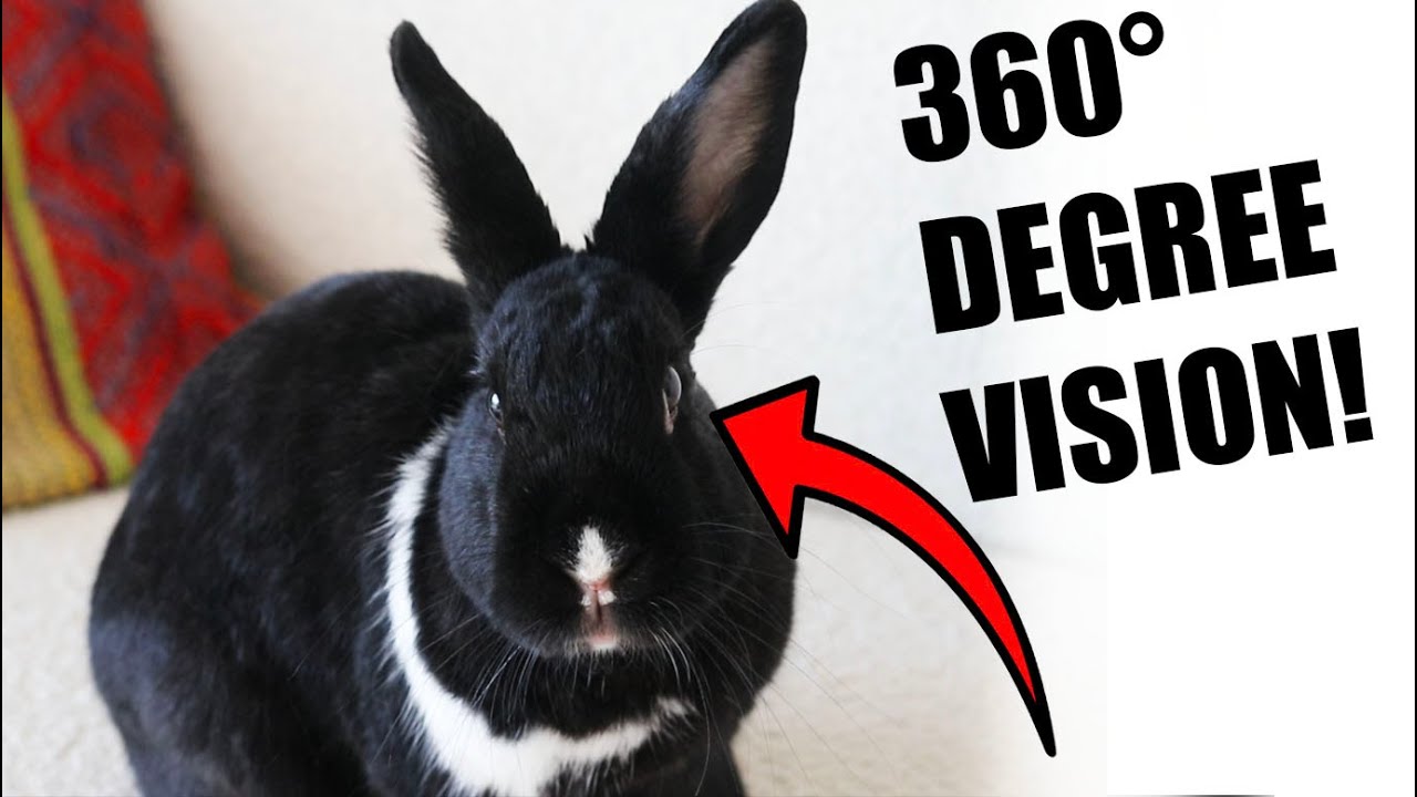 12 Most Fascinating Facts About Rabbits! - YouTube