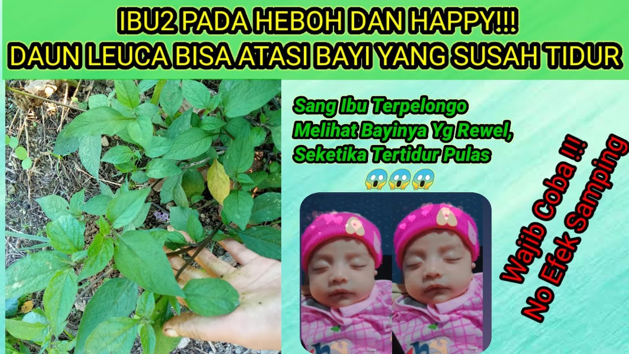 INILAH MANFAAT LEUNCA YG WAJIB KALIAN TAHU !! ||KHASIAT DAUN LEUNCA ...