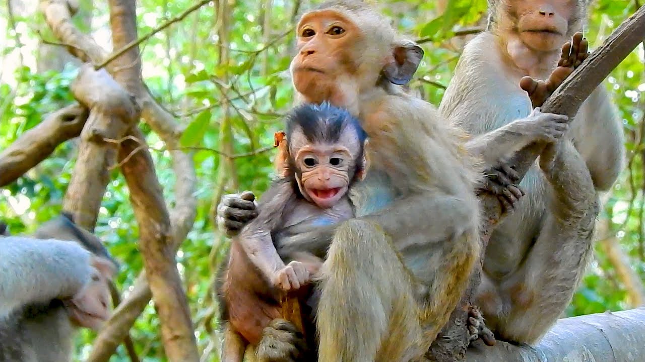 Smallest Brighten Stealing Baby Pickles For Kidnapping Make Baby Cries ...