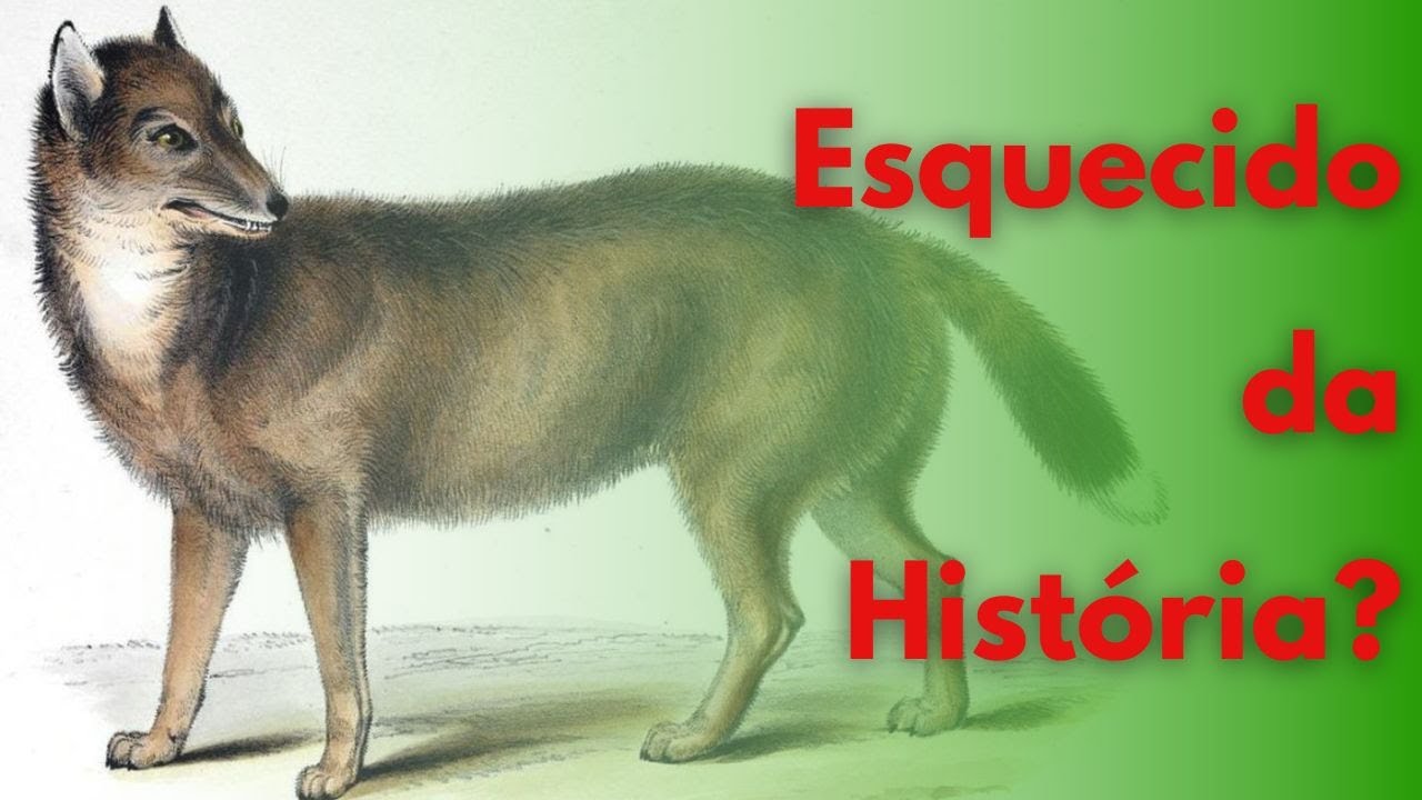 10 espécies de CANÍDEOS que são POUCO CONHECIDAS! - YouTube