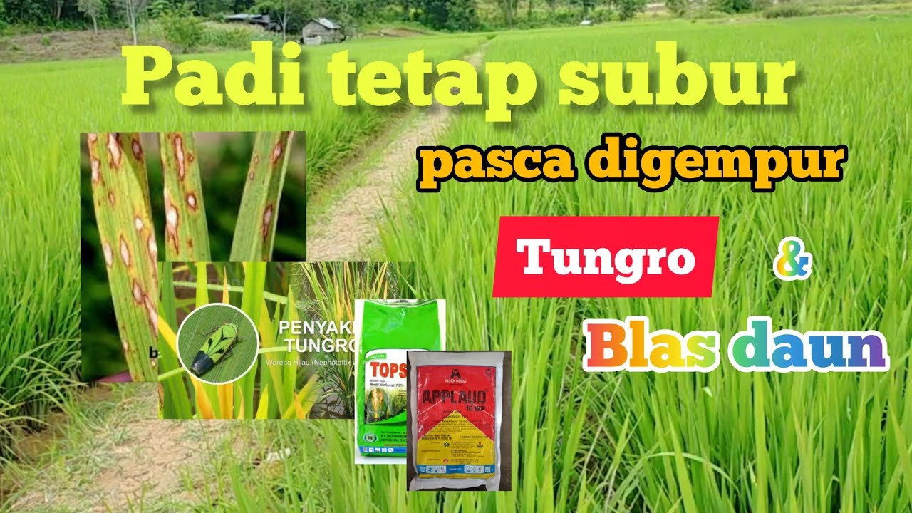 Padi tumbuh subur setelah terserang tungro dan blas daun. - YouTube