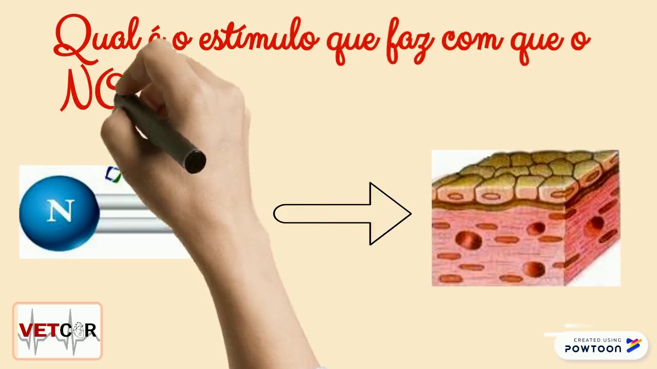 Importância do Endotélio - YouTube