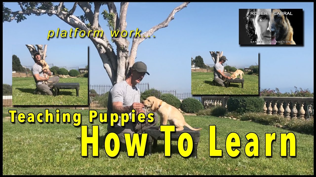 Teach Your PUPPY How to Learn - the puppy platform positions - The EASY ...