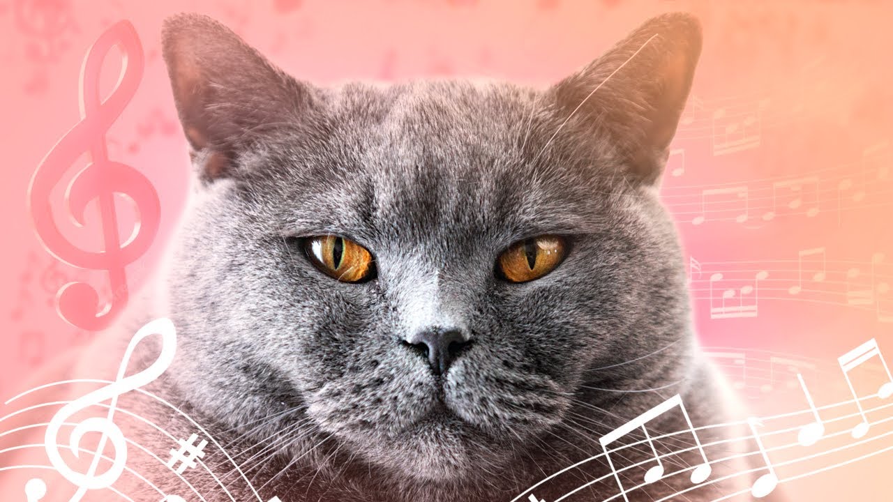 Cat Nap Symphony 😻 Music for Cats - Relaxing Sleep Music with Cat ...
