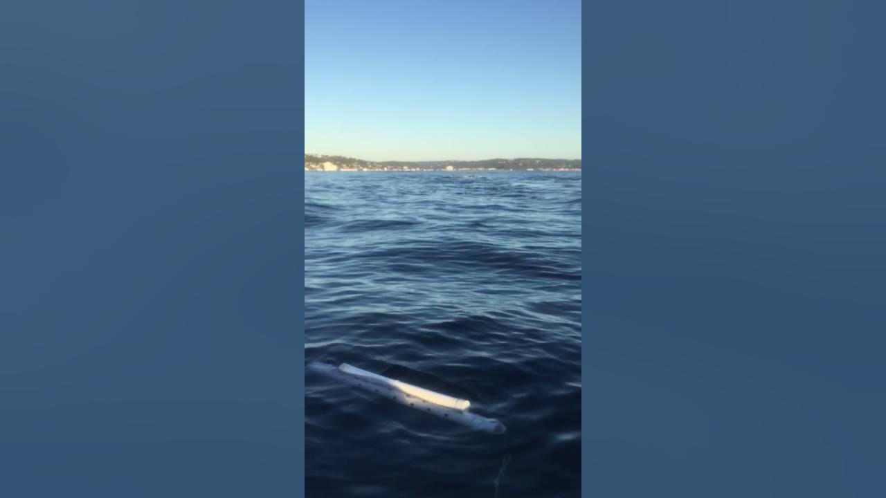 Hide & Seek with the whales - YouTube