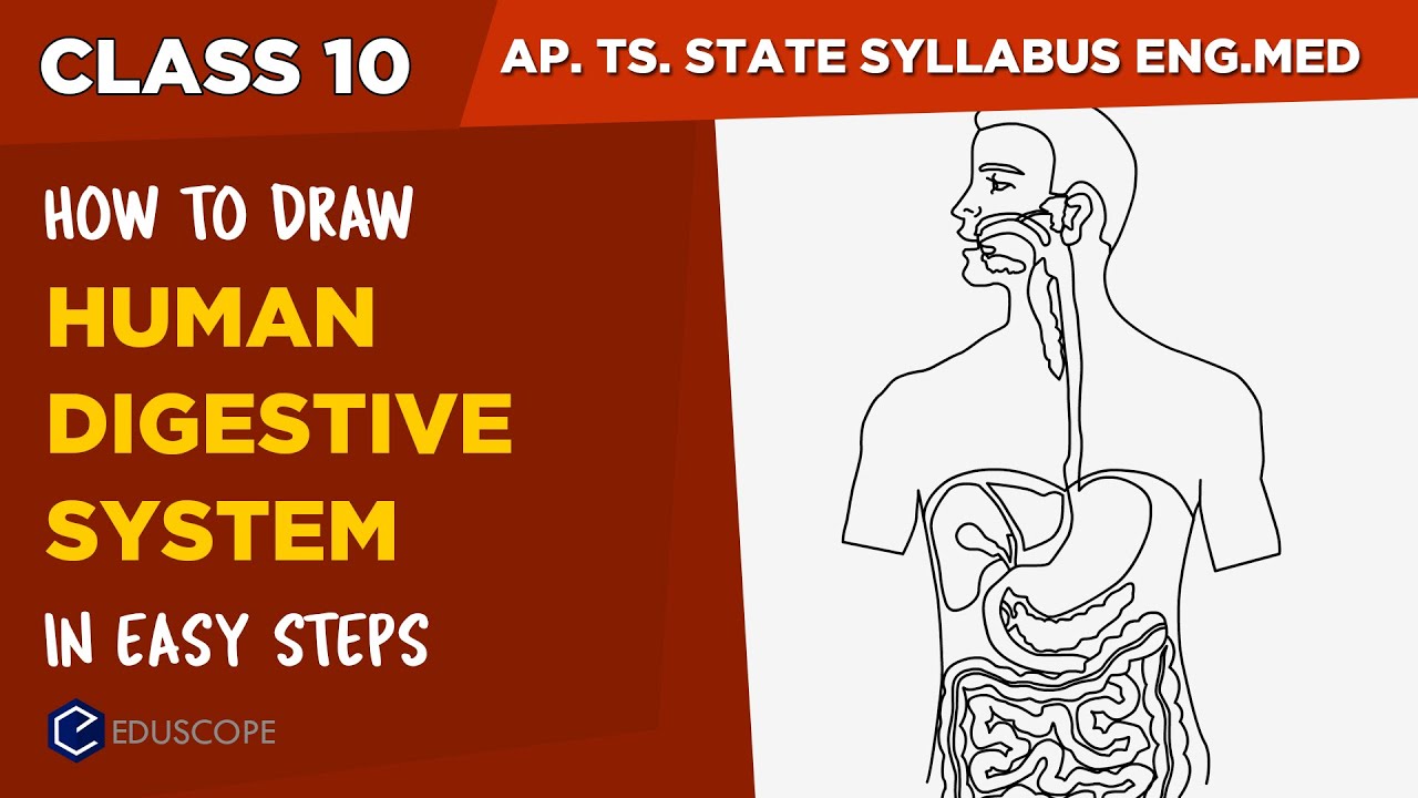 How to draw Human Digestive System | class 10th biology | Edsucope 10th ...