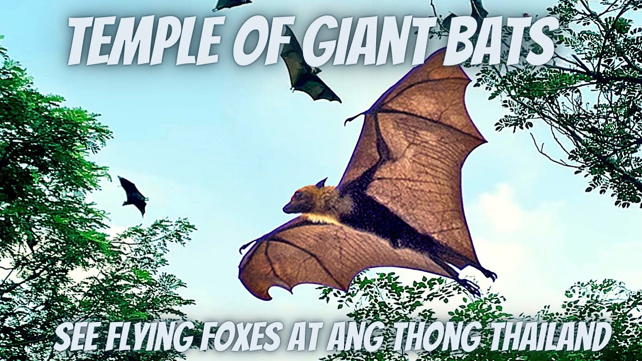 Giant Bats