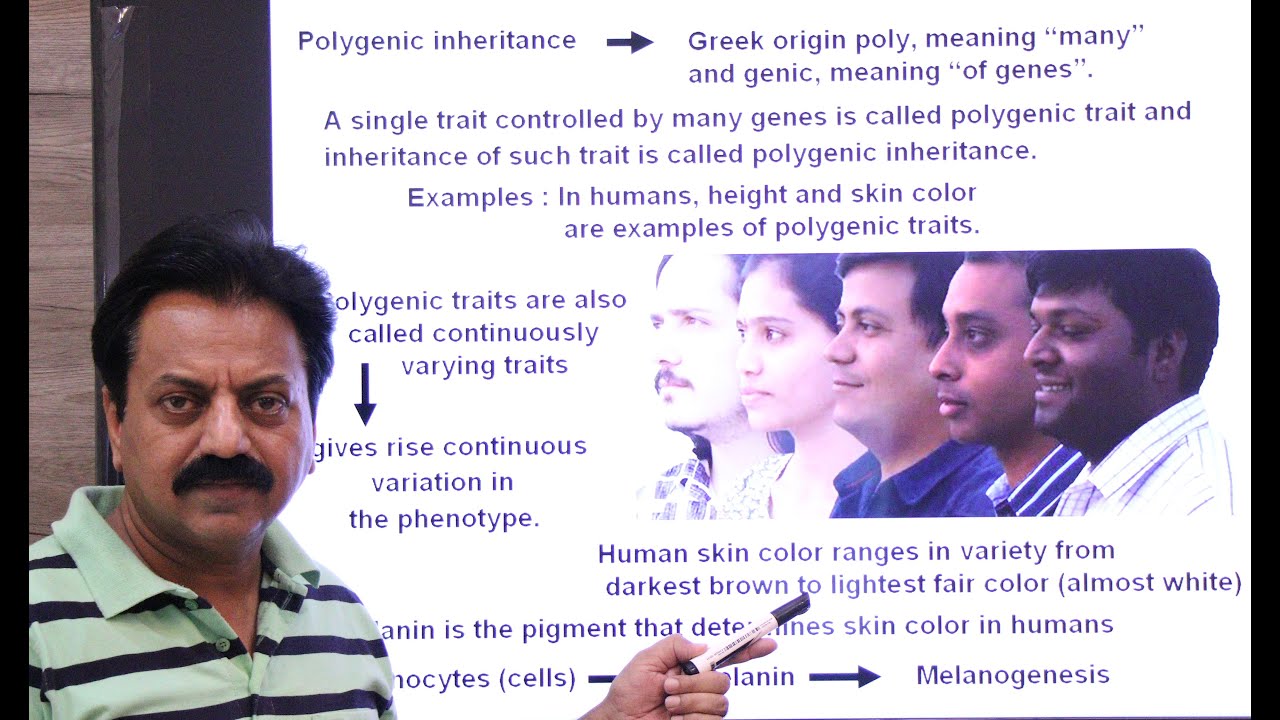 Inter / Chapter 8 / Variation and Genetics / Part 18 / Polygenic Traits ...