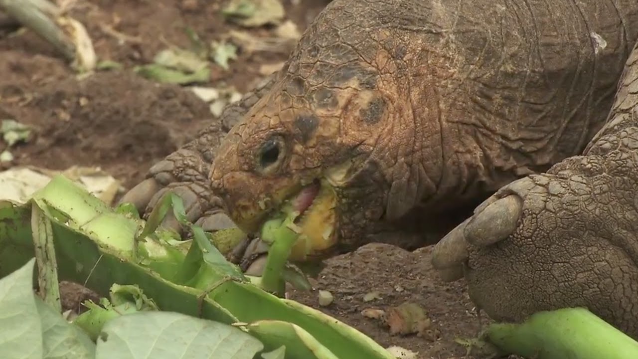 "Super Diego" the Galapagos Tortoise Helped Save His Species - YouTube