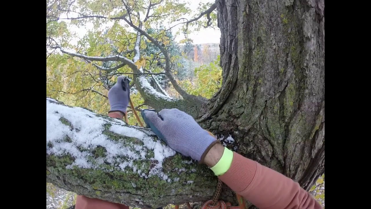 Tree Climbing (Episode 2: Another massive Sugar Maple climb) - YouTube
