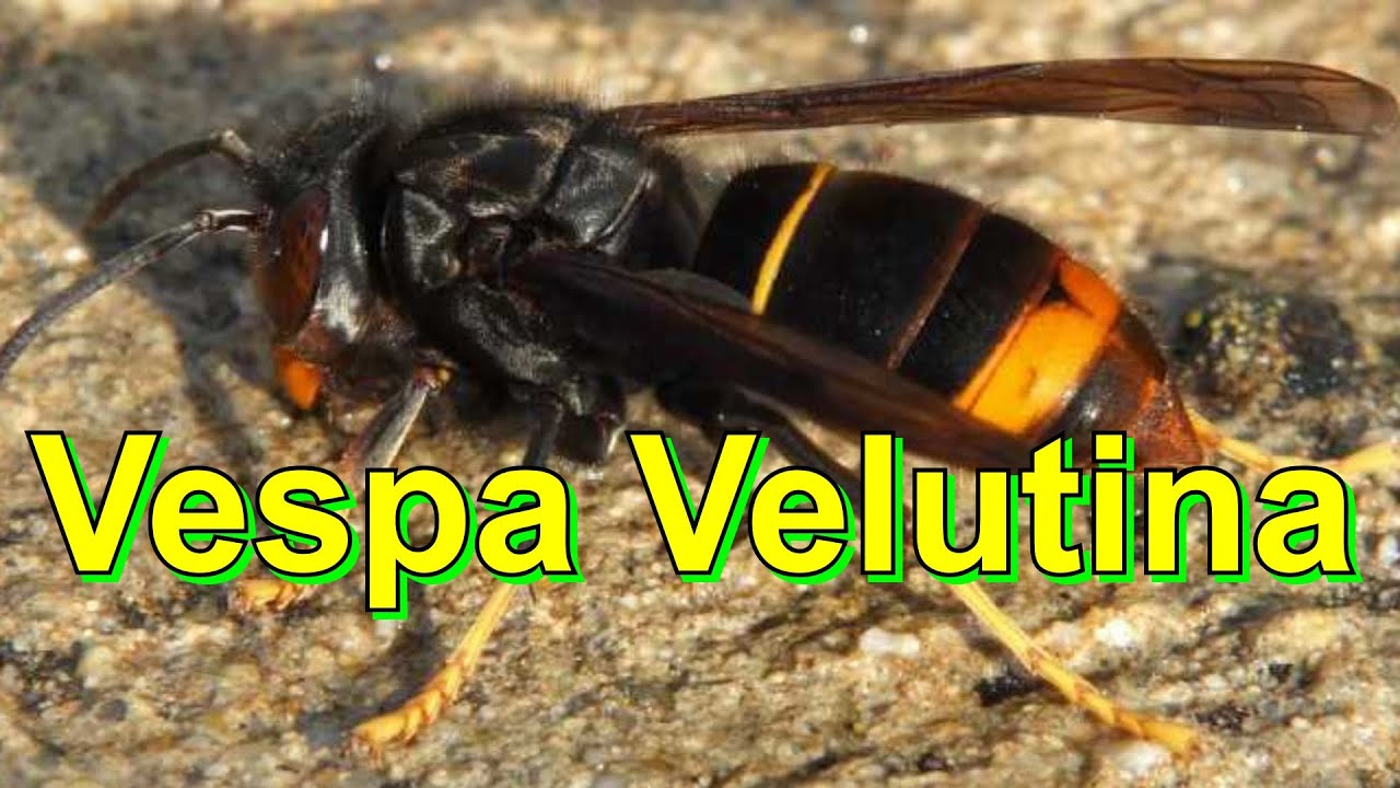 #Vespa #Velutina - YouTube