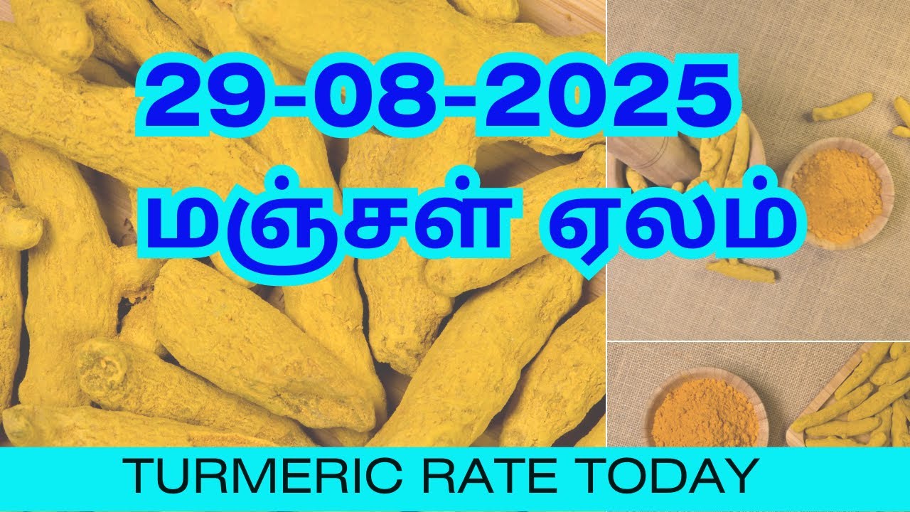 Perundurai Regulated Market Turmeric Price | 29th Aug 2025 Turmeric ...