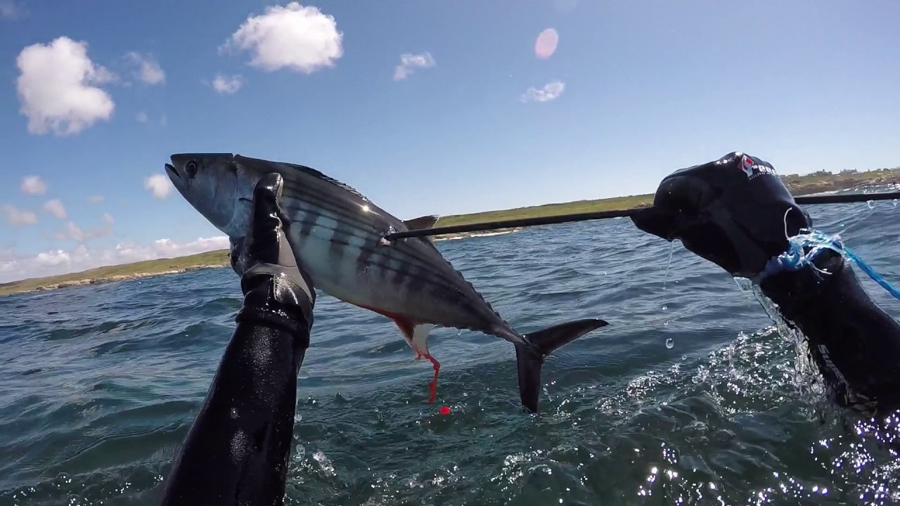 Best Spearfishing shots so far. Spearfishing South Africa - YouTube