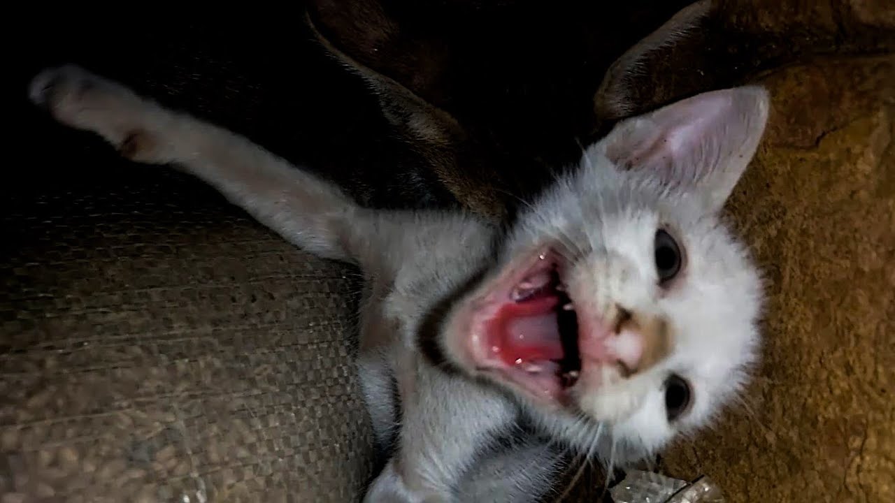 Growling & Hissing Kittens Feeling Angry||Angry Kittens||Baby Kittens ...