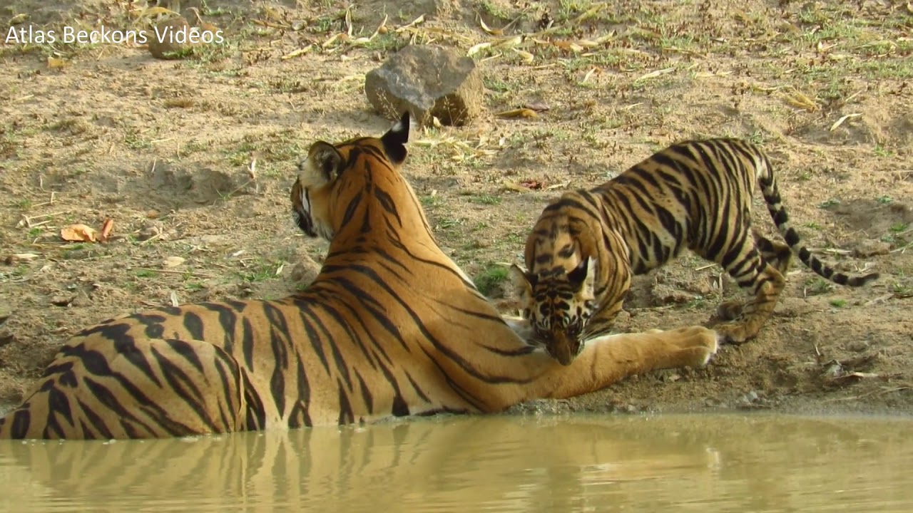 Tigress and her cubs - YouTube
