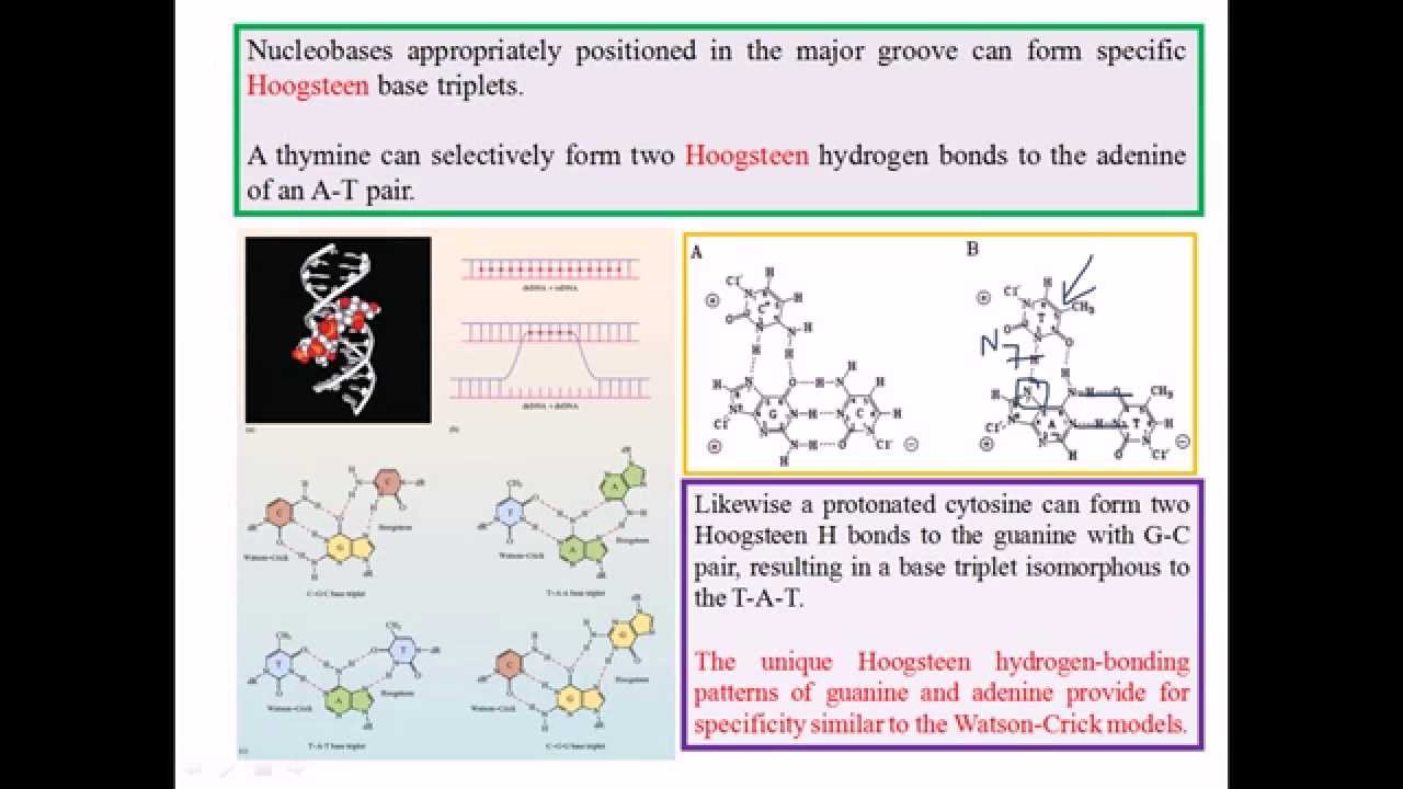 Triple stranded DNA - YouTube