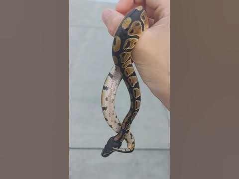 My Ball Python Slithering Around - YouTube