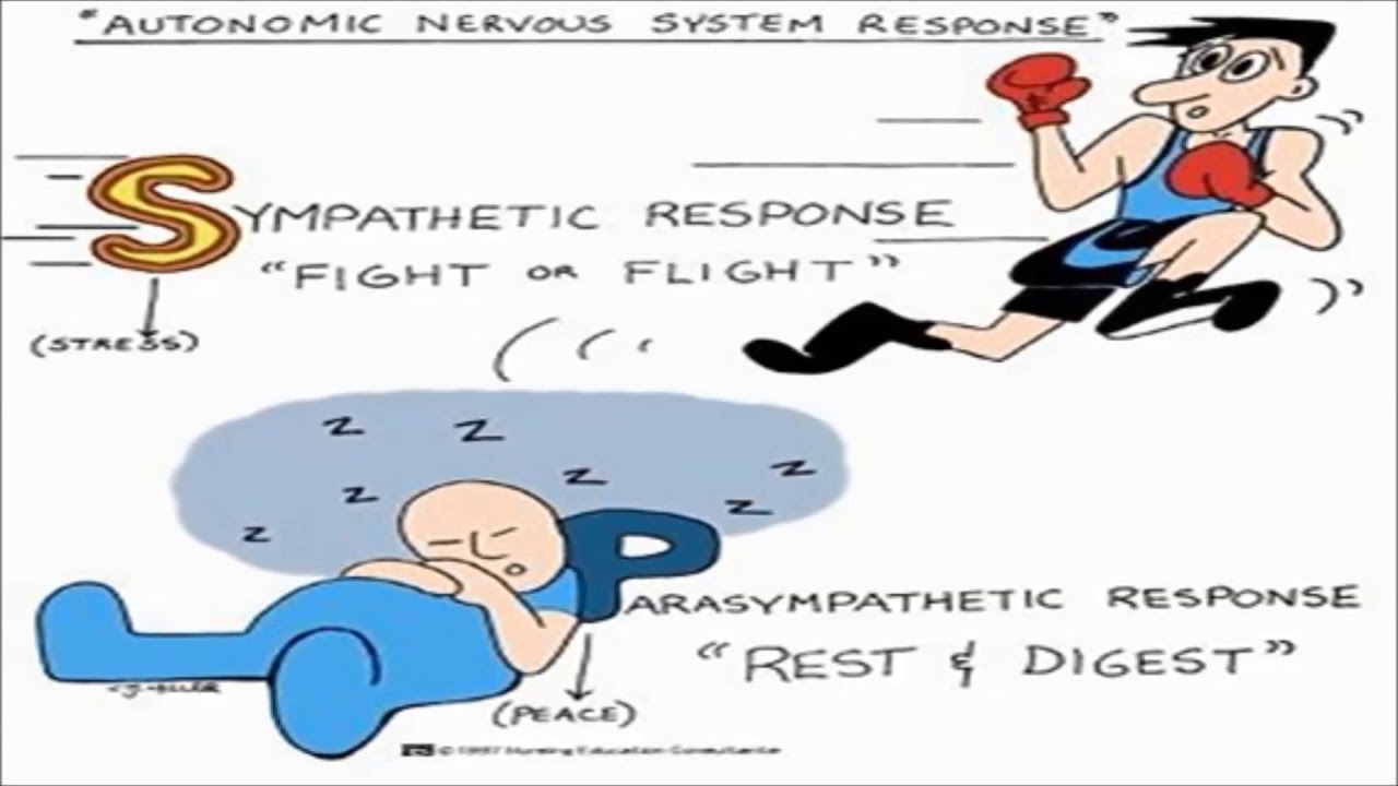 Division of PNS (Peripheral Nervous system)- PART 3 - YouTube