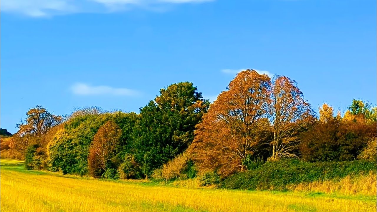 Delightful Autumn Vibes with Calm Ambient Music - YouTube