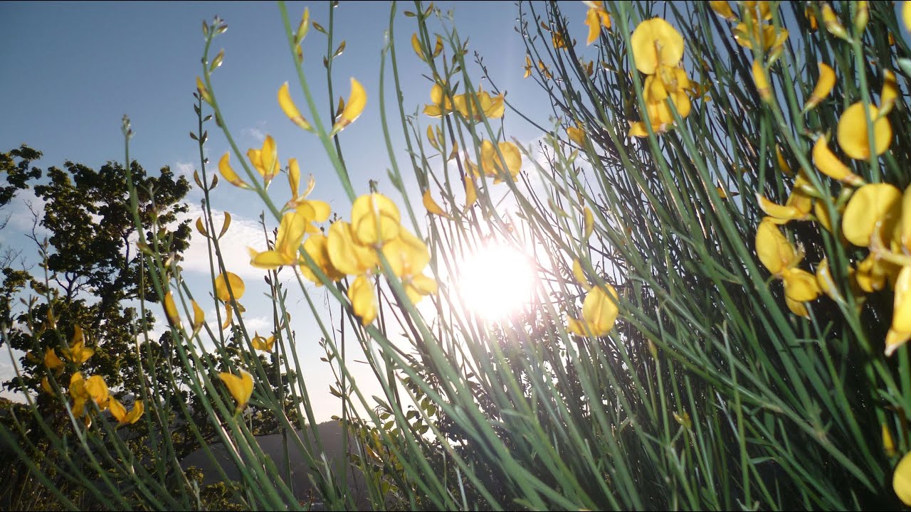 n° 34 La flore des Calanques ! Robert le C@l@nqu@is ! - YouTube
