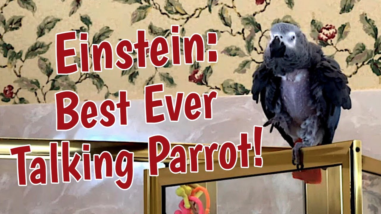 Einstein: The Best Ever Talking Parrot! - YouTube