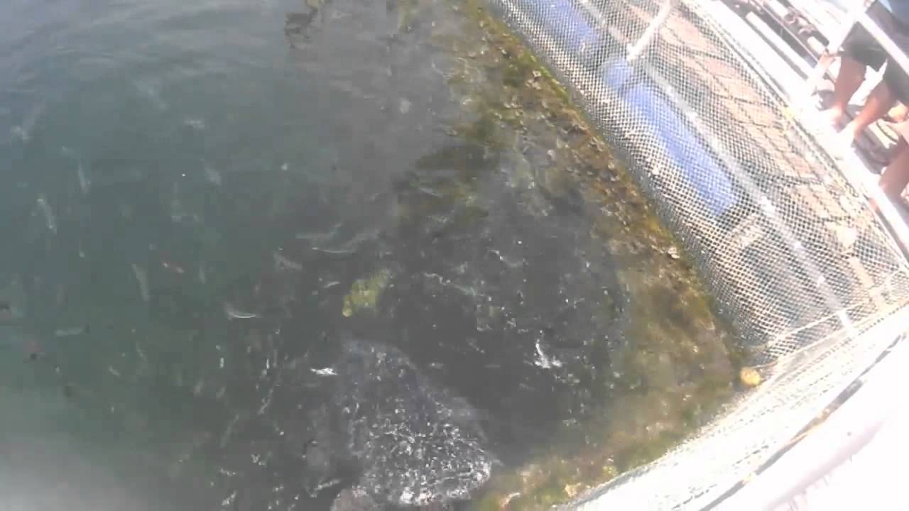 Seafdec Guimaras | Lapu-lapu fish - YouTube