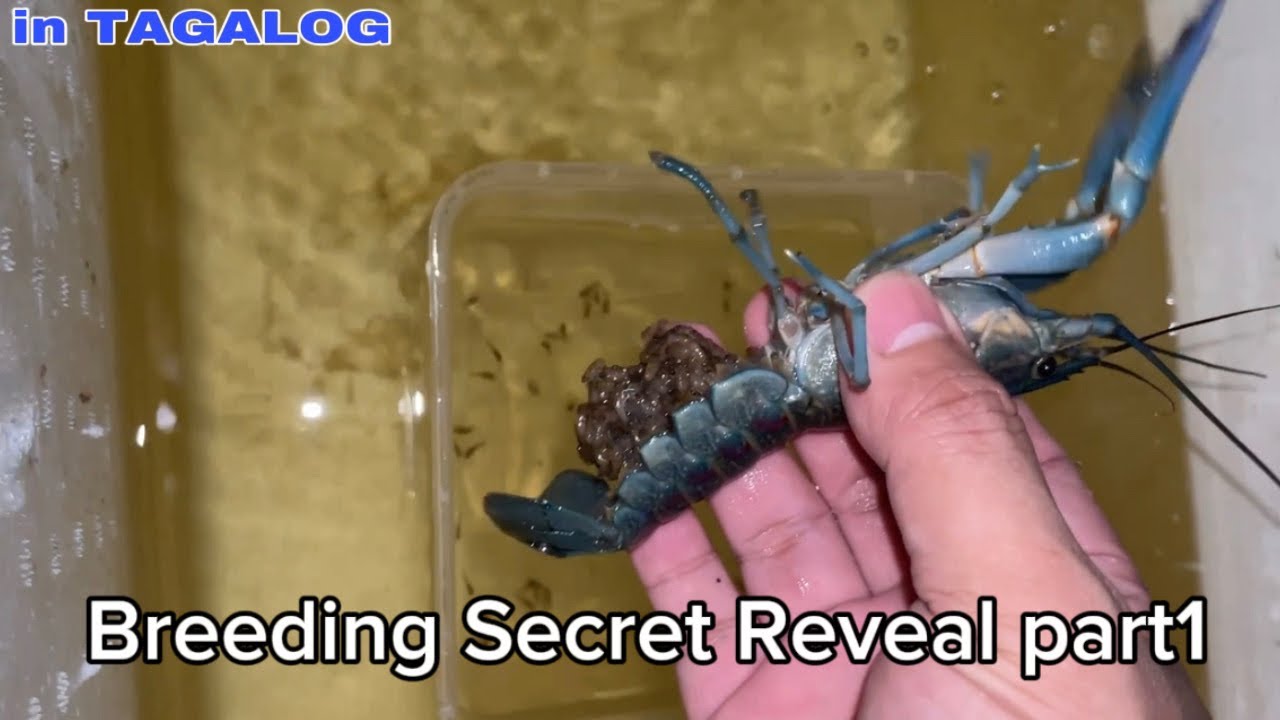 Australian Red Claw Breeding Secret Reveal part1 - YouTube
