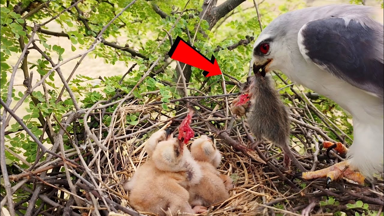 Baby Birds fed with a Big Mouse Caught by Their Parents@BirdPlusAnimals ...