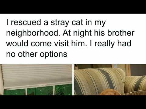 Funny Cat Memes With a Surprisingly Wholesome Side