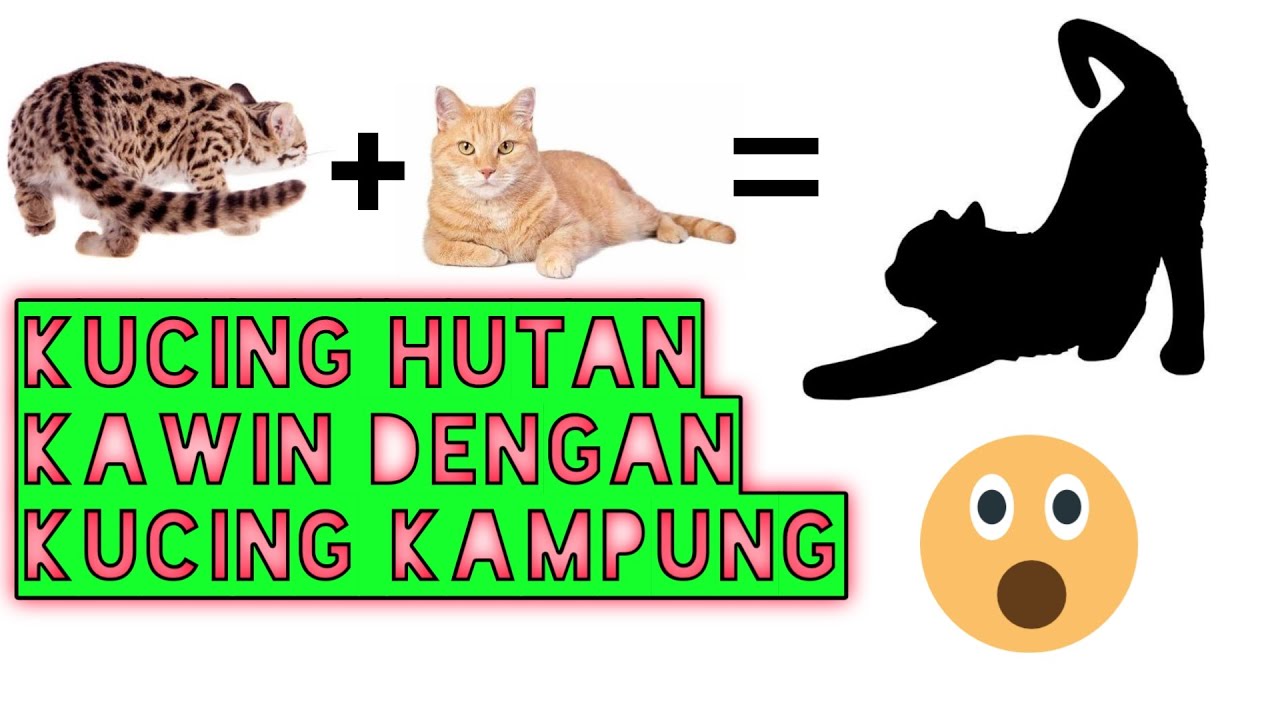 "HYBRID" PERSILANGAN KUCING ALAM DENGAN KUCING LOKAL - YouTube