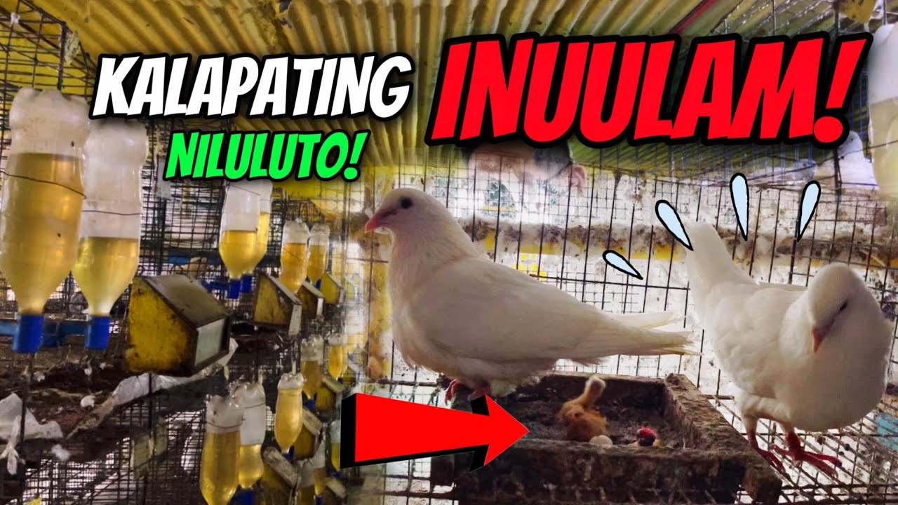 PIGEON FARM! LIBO LIBONG KALAPATI GINAGAWANG ULAM - YouTube