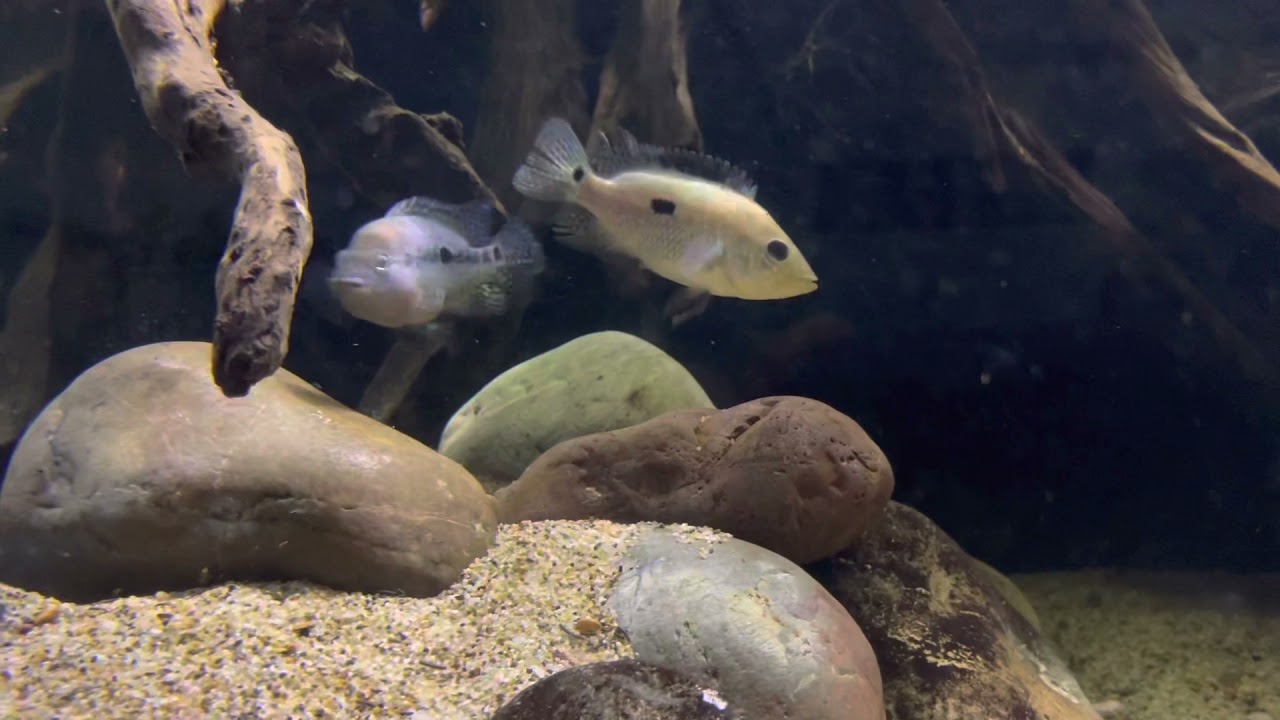 First time breeding F0 umbee from TUIC. Only 4”. Such a nice fish ...