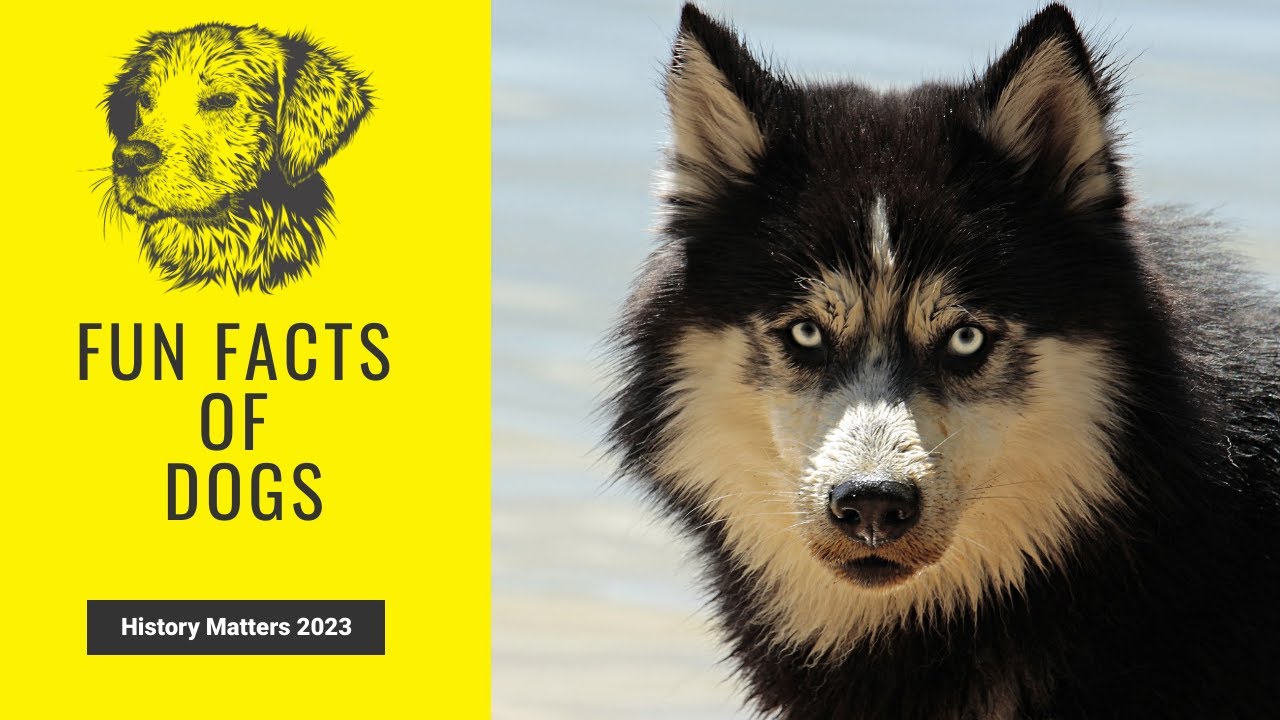 Amazing Dog Facts | Fun Facts | History Matters - YouTube