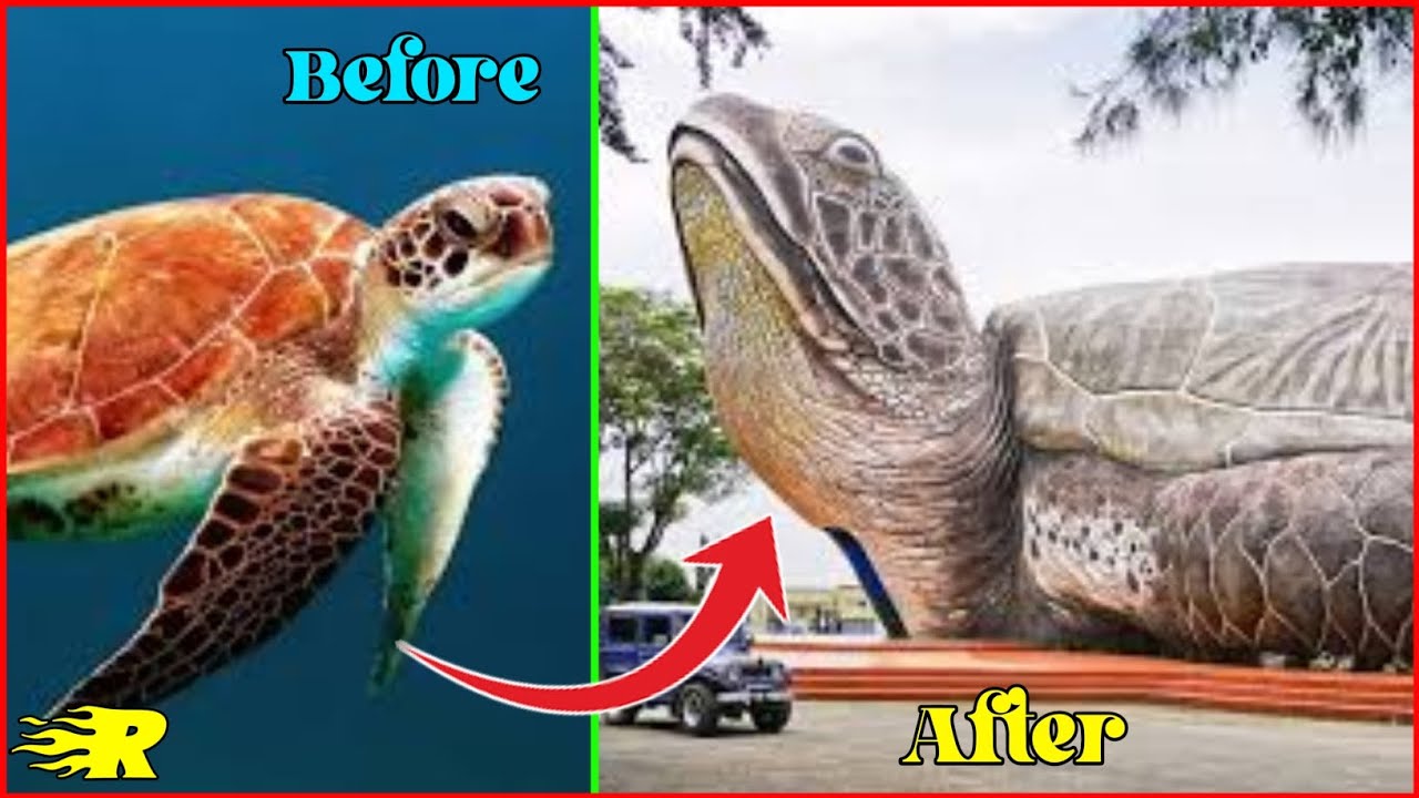 I'm big kid now | Animals Transformation | The Turtle | All Animals ...
