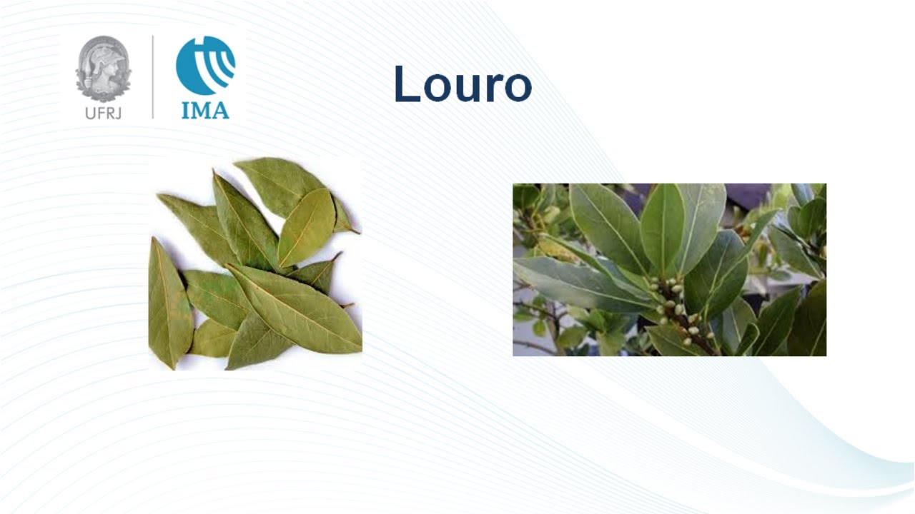 Louro - Por que o uso deste tempero funcional ? - YouTube