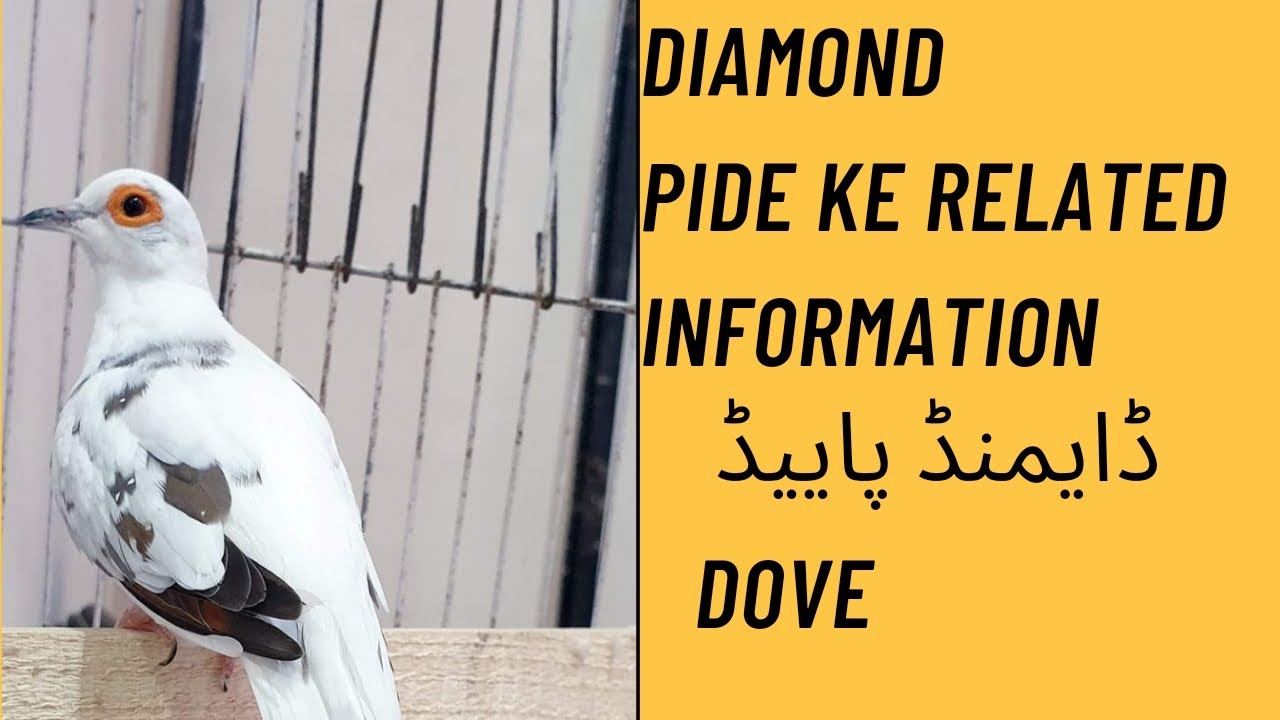 Diamond Pide Dove Complete Information - YouTube