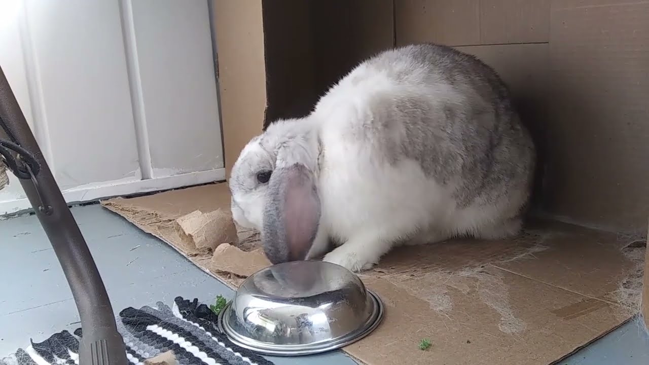 Rayne Flop Ear Dwarf Bunny Rabbit plays in tube, eats carrots, kale and ...