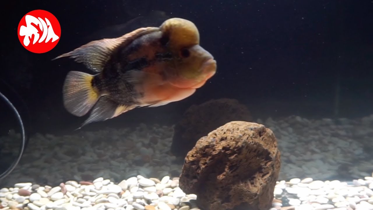 Ikan Lohan Makan Jangkrik | FAUNA KITA - YouTube