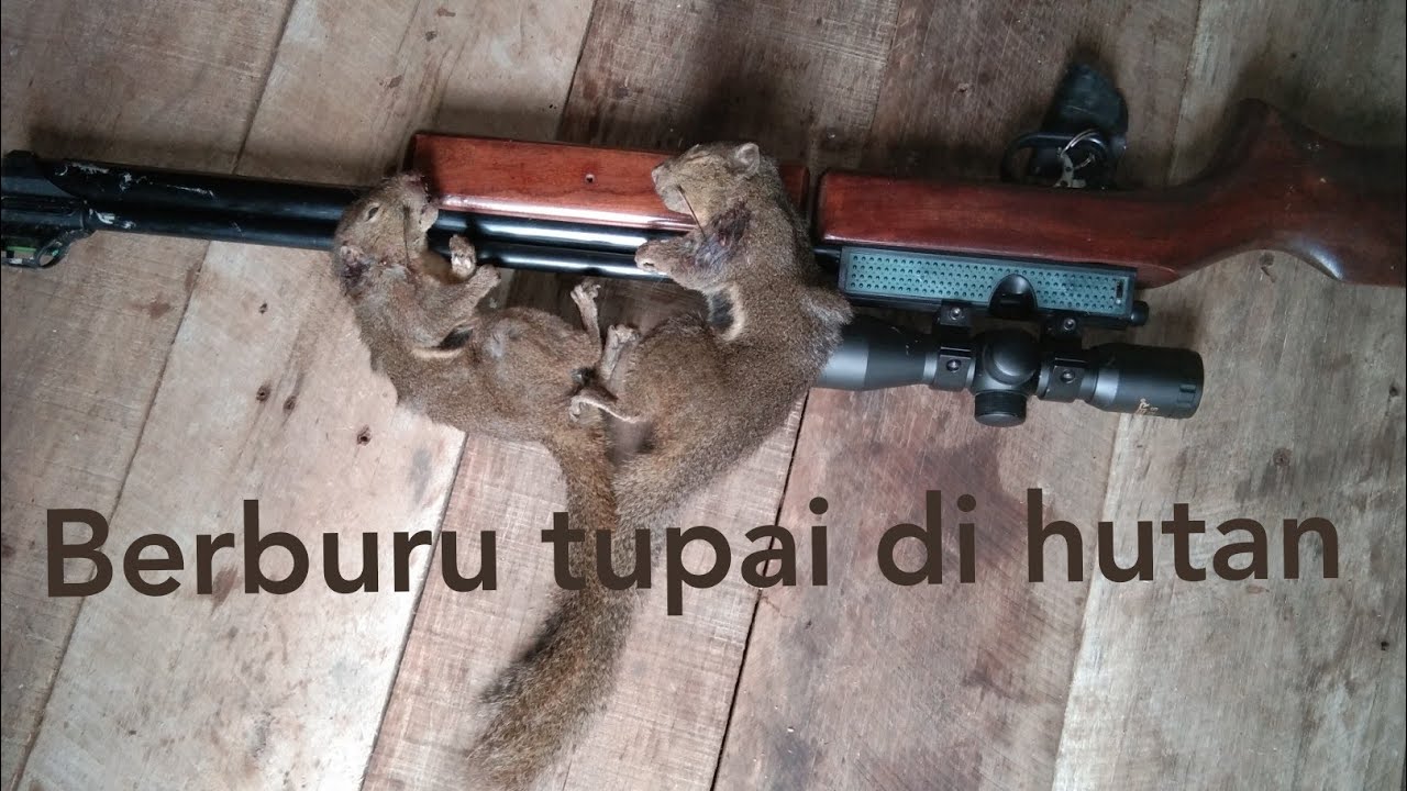 berburu tupai di hutan kalimantan - YouTube