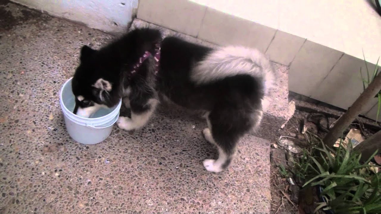 Mi Husky Siberiano corriendo y tomando agua - YouTube